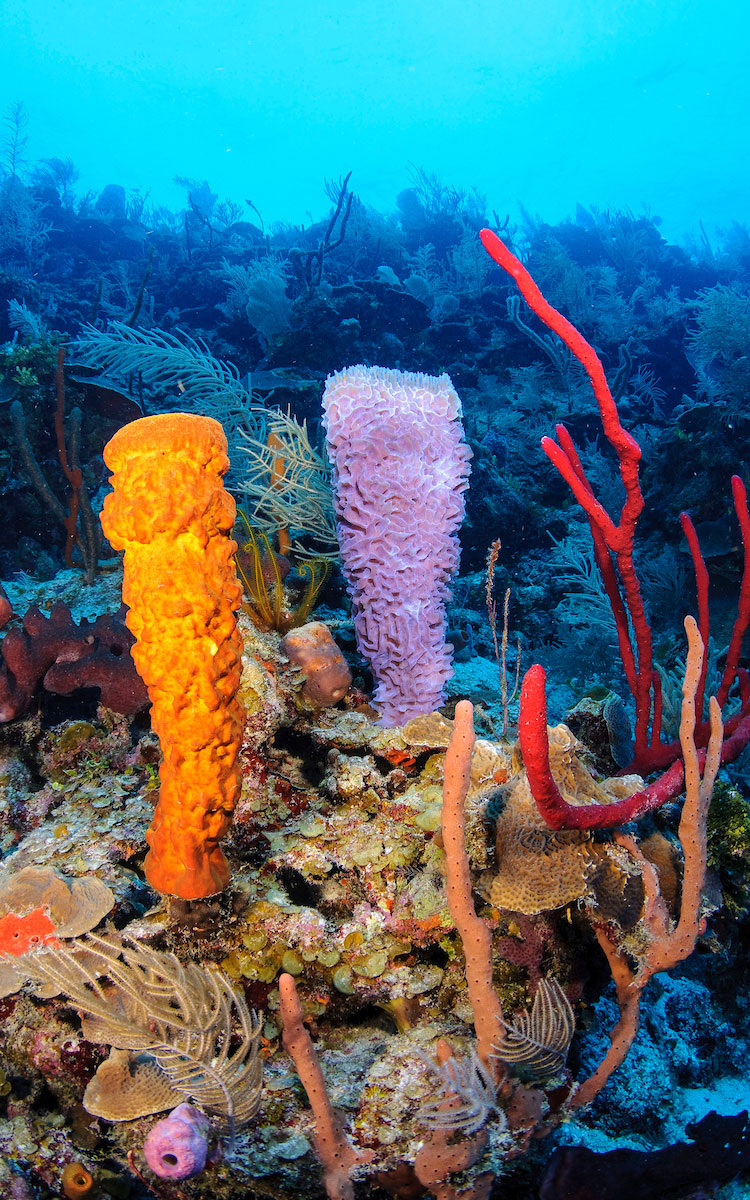 Belize Reef Week - Belizean Traveller